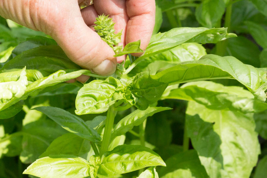 African Blue Basil: An Excellent Addition to Your Landscape