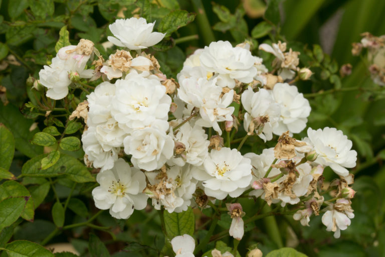 GardenZeus Recommendations for Miniature Rose Varieties in California ...