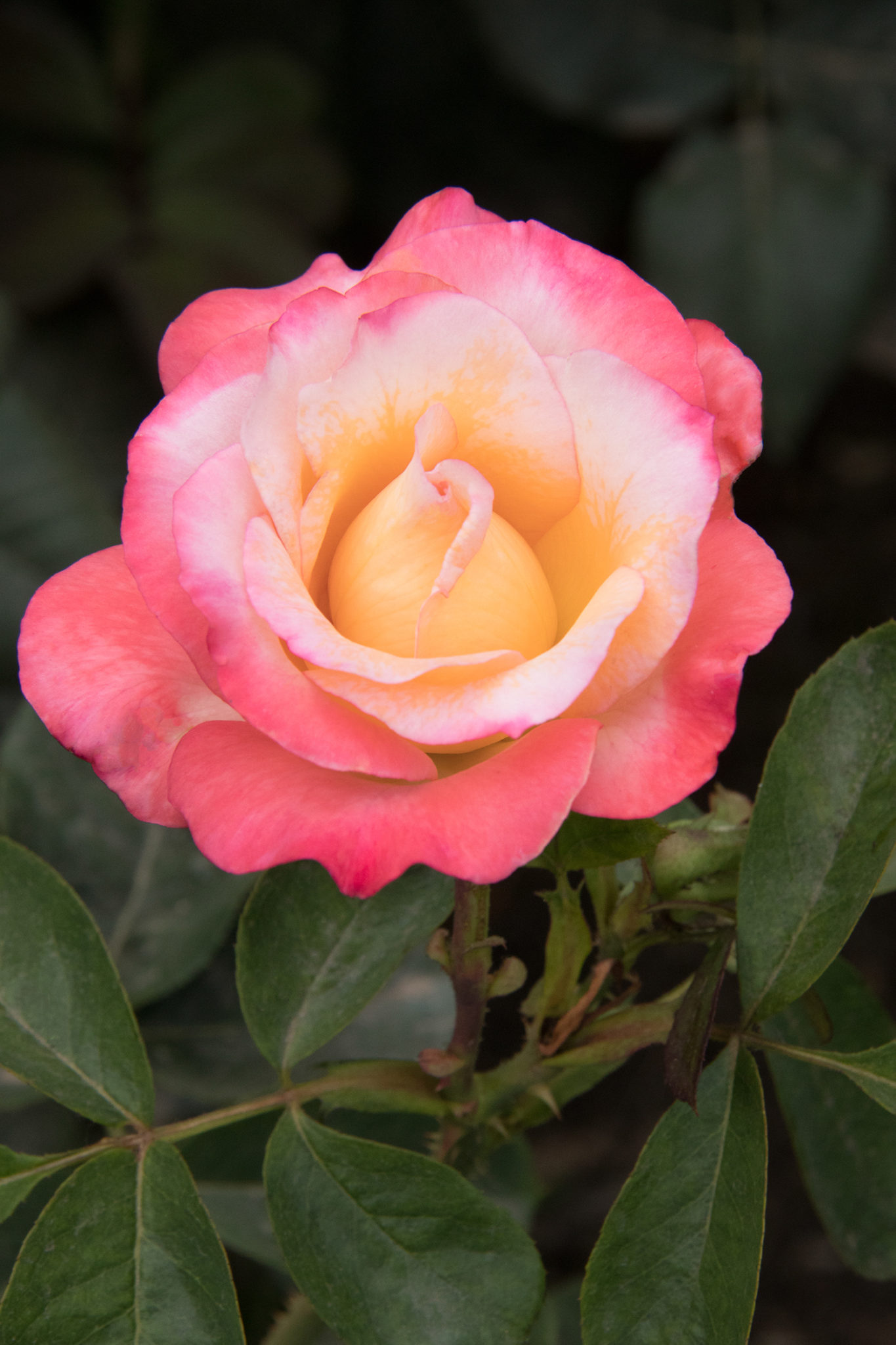 GardenZeus Recommendations for Hybrid Tea and Grandiflora Rose ...