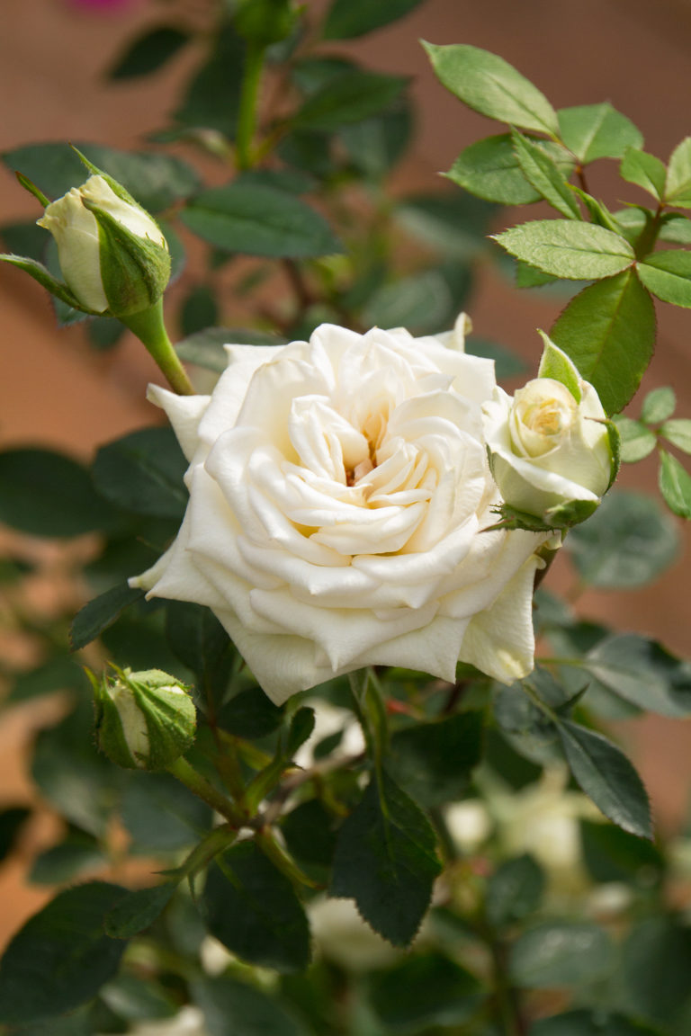 GardenZeus Recommendations for Miniature Rose Varieties in California ...