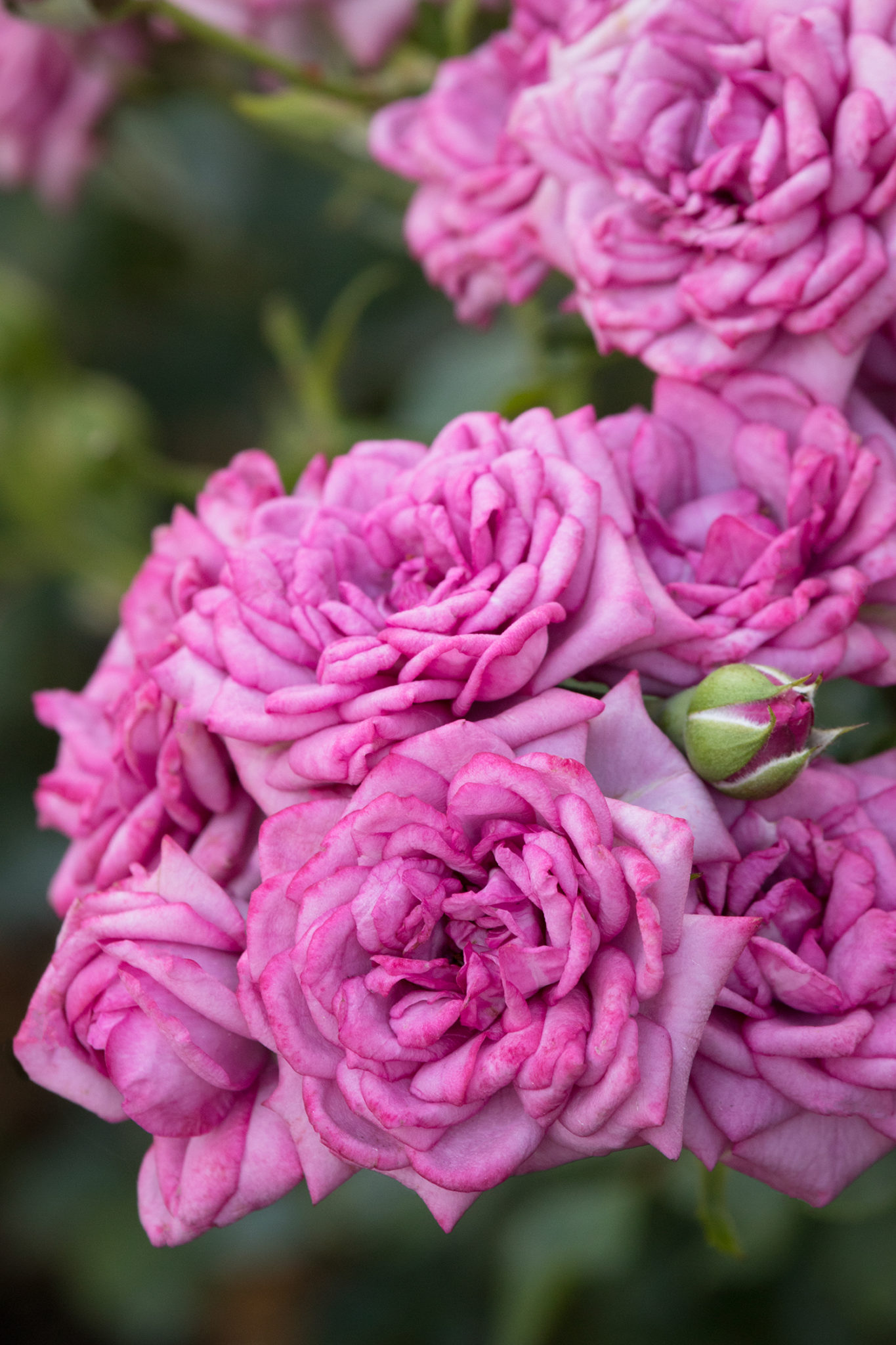 GardenZeus Recommendations for Miniature Rose Varieties in California ...