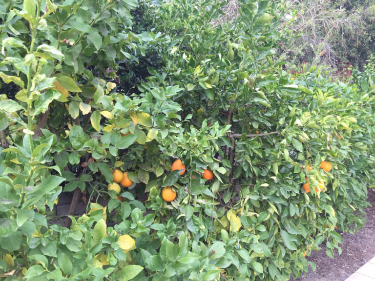 Pruning Citrus Trees: the Why, the When and the How