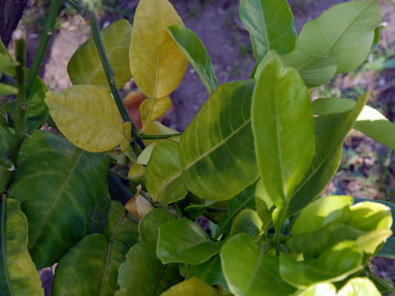 Why Are Leaves Curling on My Orange and Lemon Trees?