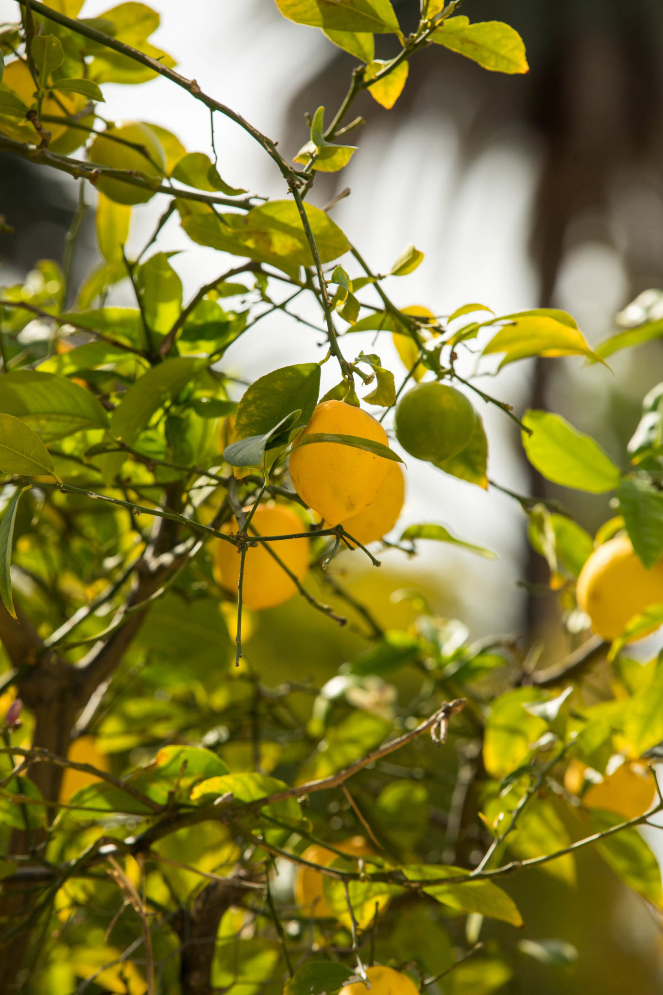 Harvesting Citrus in the Home Garden: Preharvest Care