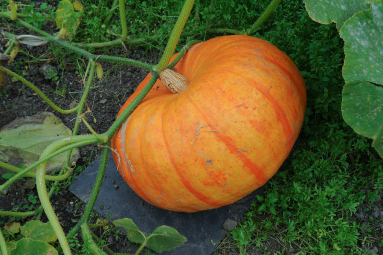 Getting to Know Garden Pumpkins: A GardenZeus Guide to Types, Species ...