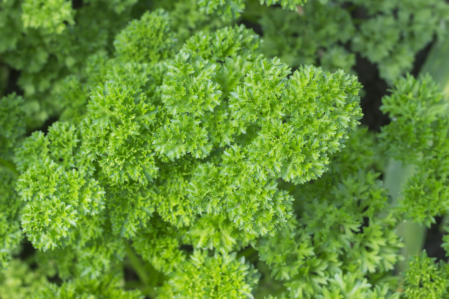 Growing Parsley: 5 Tips for Getting Started
