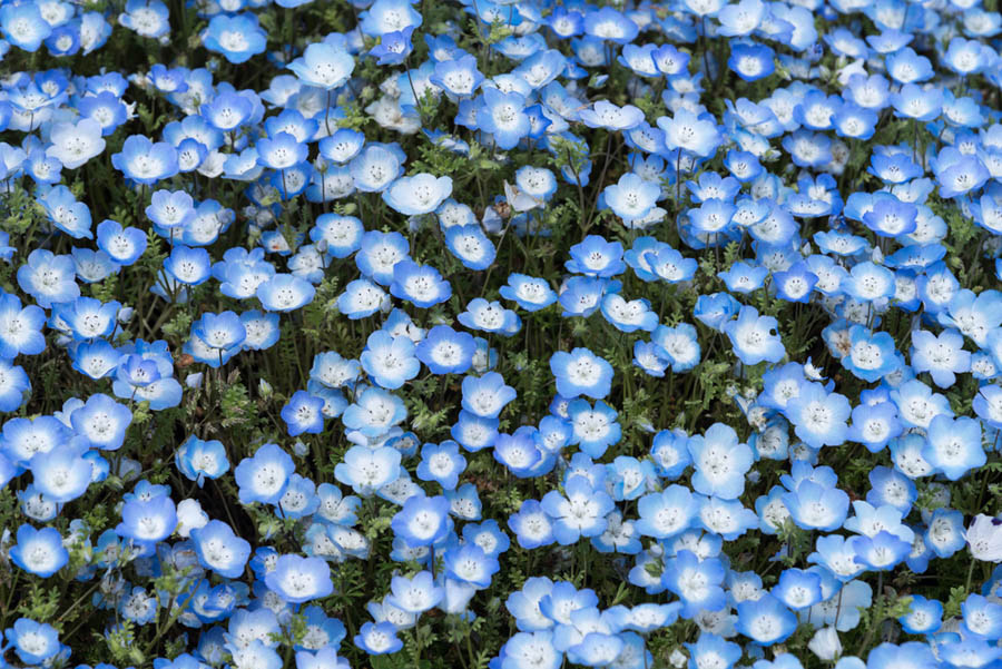 Baby Blue Eyes: The Versatile California Wildflower