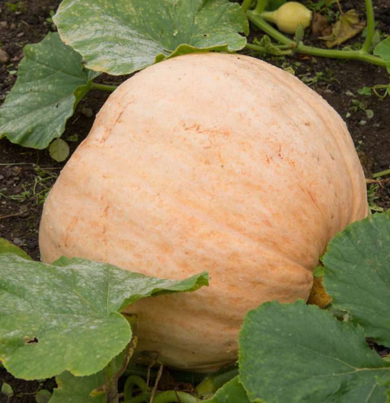 Getting to Know Garden Pumpkins: A GardenZeus Guide to Types, Species ...