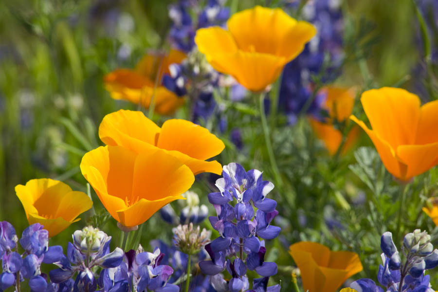 Sky Lupine: A Lovely California Native Wildflower